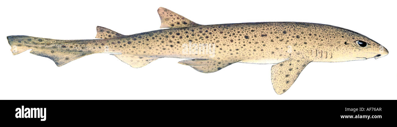 Lesser Spotted Dogfish (Scyliorhinus canicula), drawing Stock Photo - Alamy