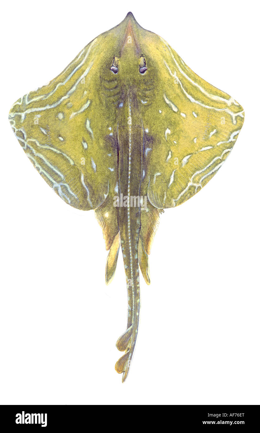 Small-eyed Ray (Raja microocellata), male, drawing Stock Photo - Alamy