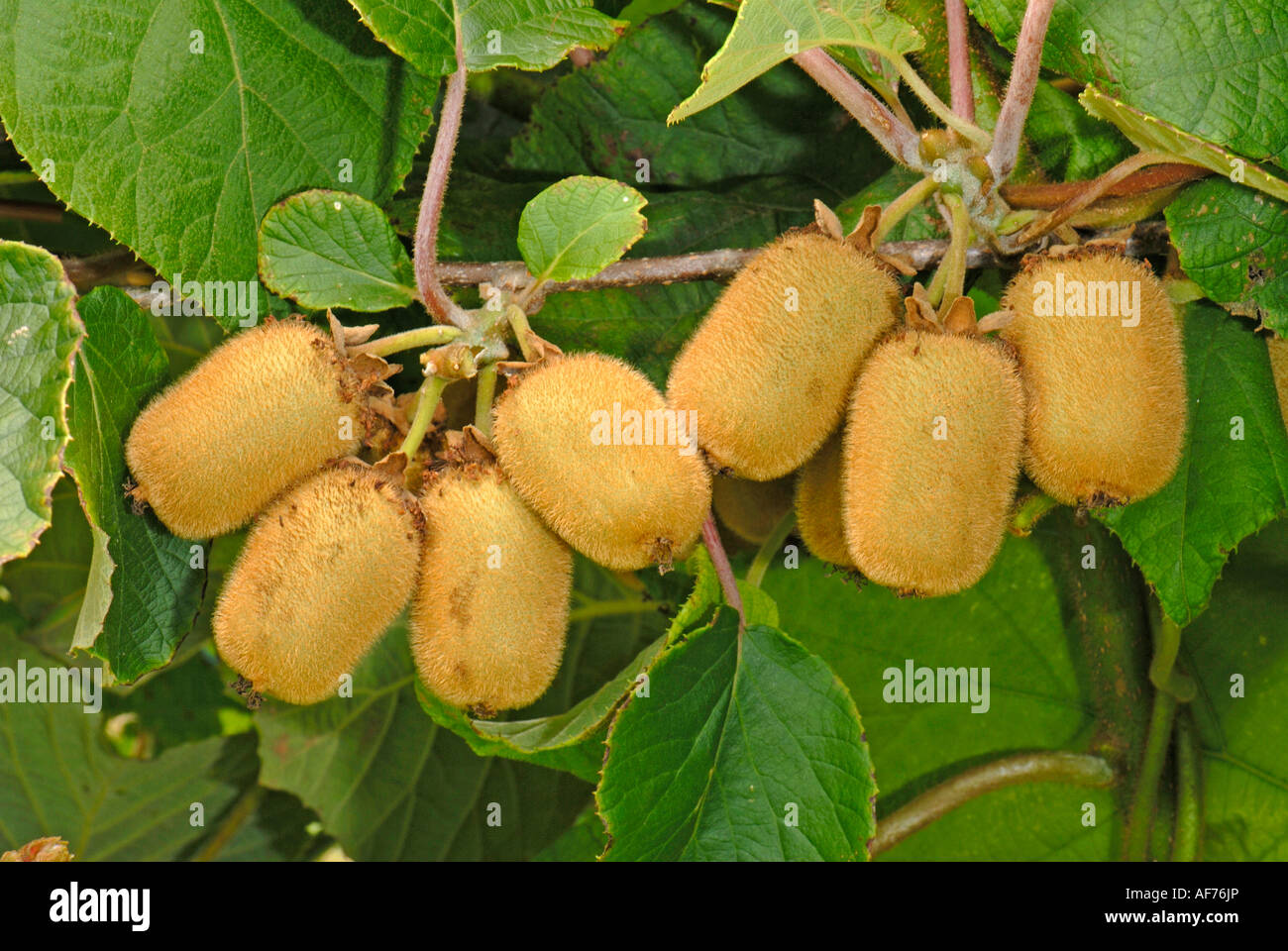 Kiwifruit (Actinidia chinensis, Actinidia deliciosa), ripe fruit on ...