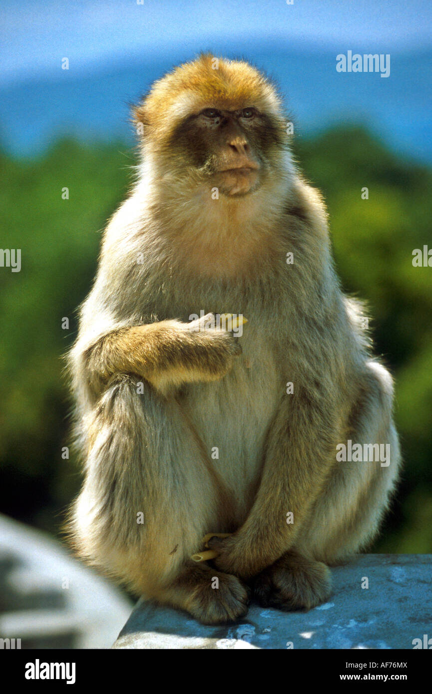 A Barbary Ape or tailless monkey on top of the Rock of Gibraltar Stock ...