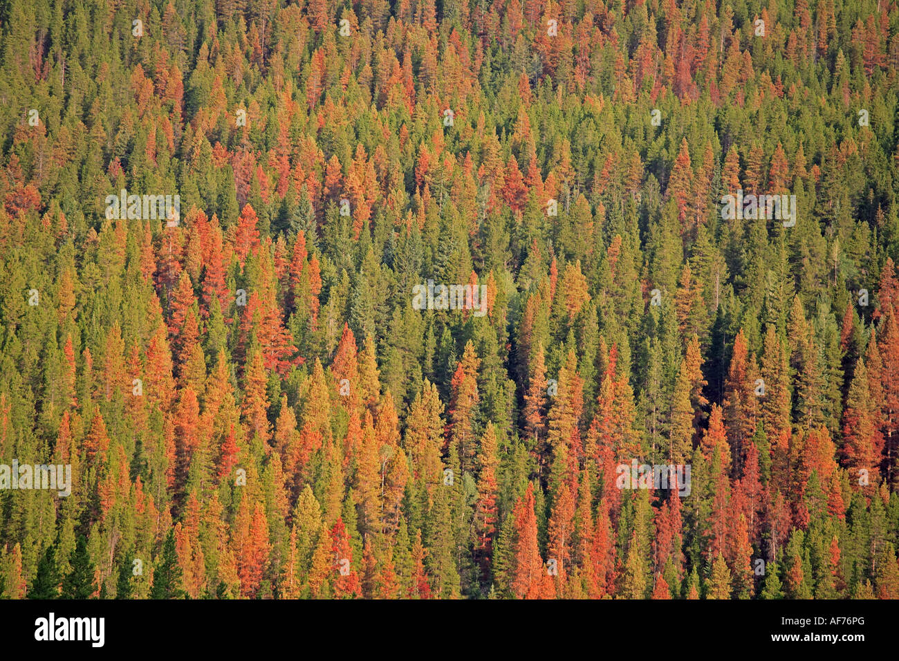 Beetle Kill Grand Lake Colorado Stock Photo - Alamy