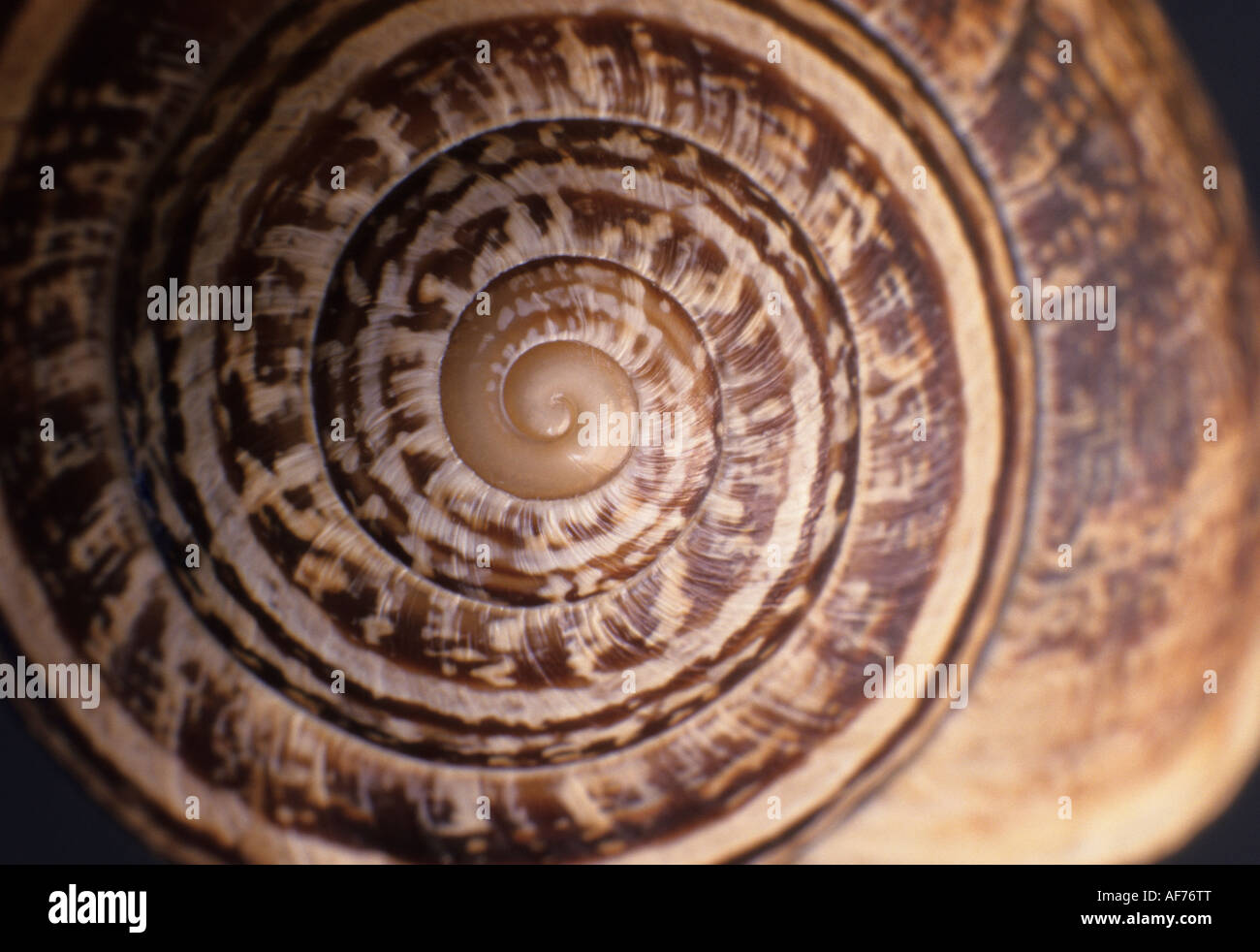 Land snail shell Eobania vermiculata Stock Photo - Alamy