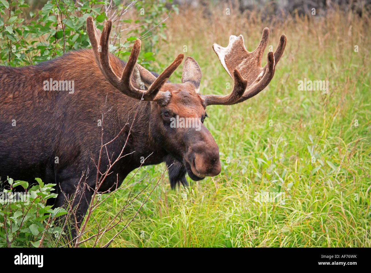 Bull Moose in Colorado Stock Photo - Alamy