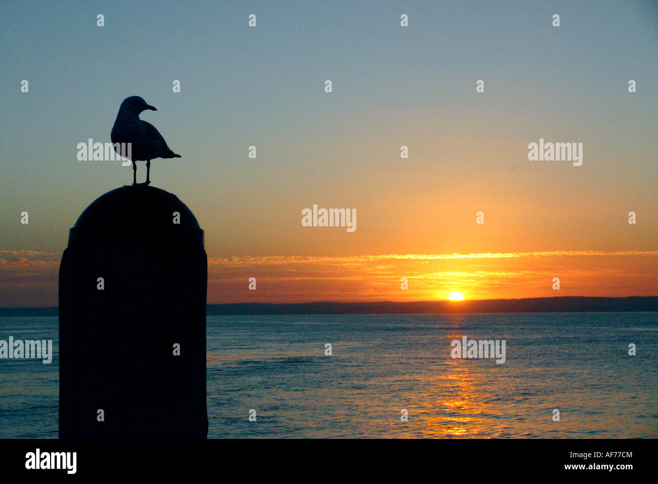 Seagull and sunset Stock Photo - Alamy