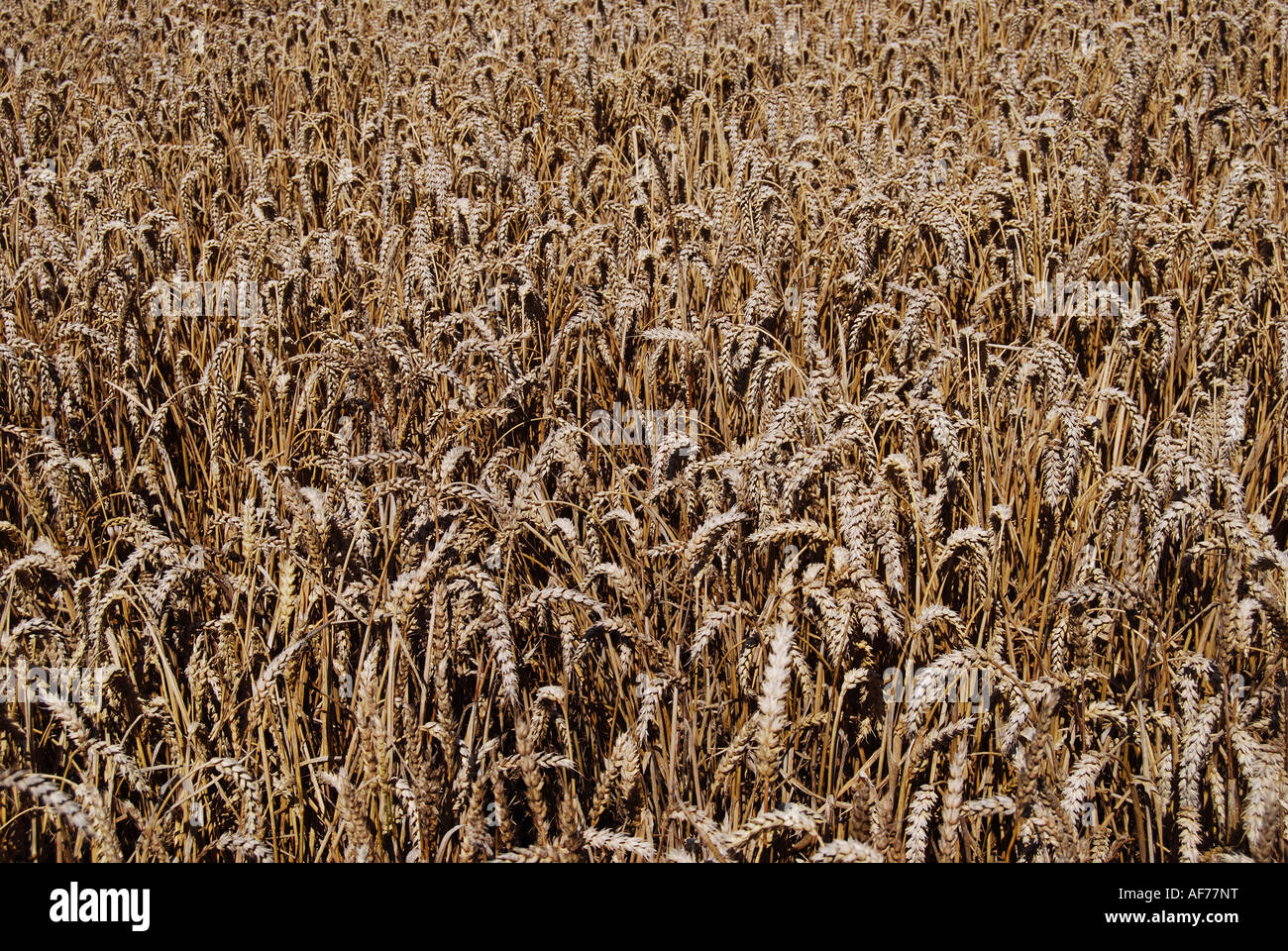 Harvest england barley hi-res stock photography and images - Alamy