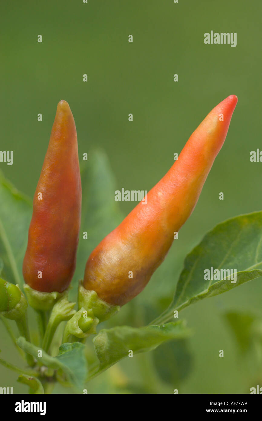 ripe chilli fruits twin terror Stock Photo - Alamy