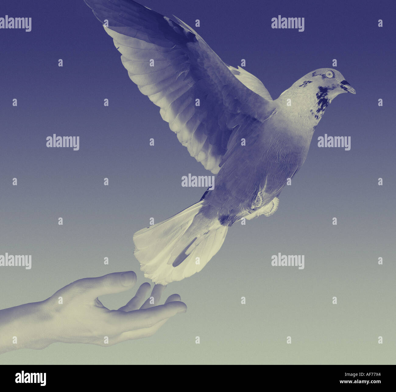 bird in hand Stock Photo - Alamy