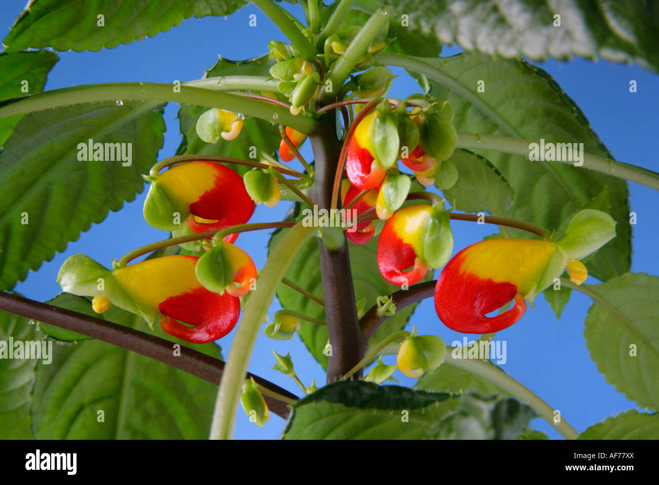 Foliage and clustered buds and flowers impatiens niamniamensis congo ...
