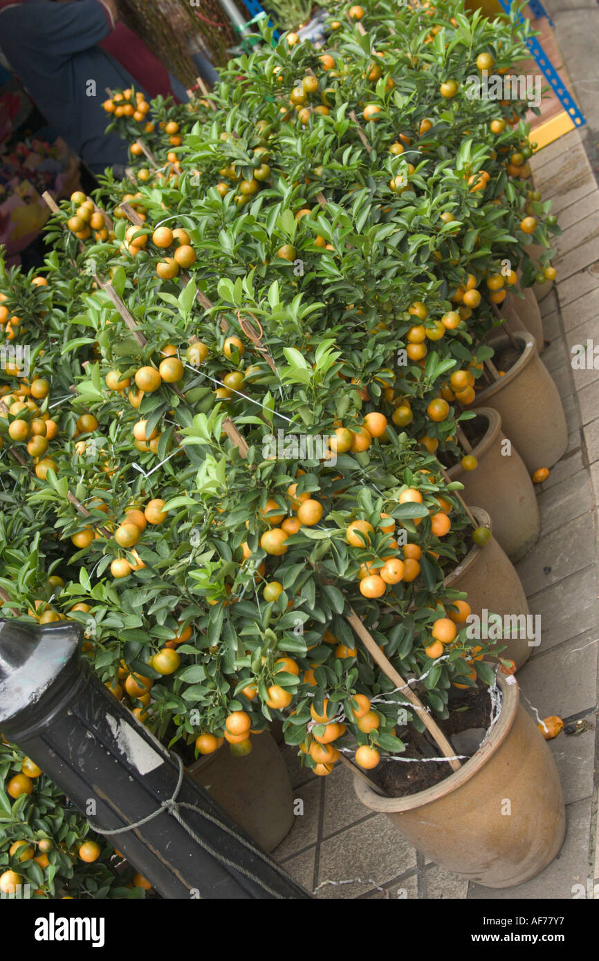 Chinese lime fruit trees hi-res stock photography and images - Alamy