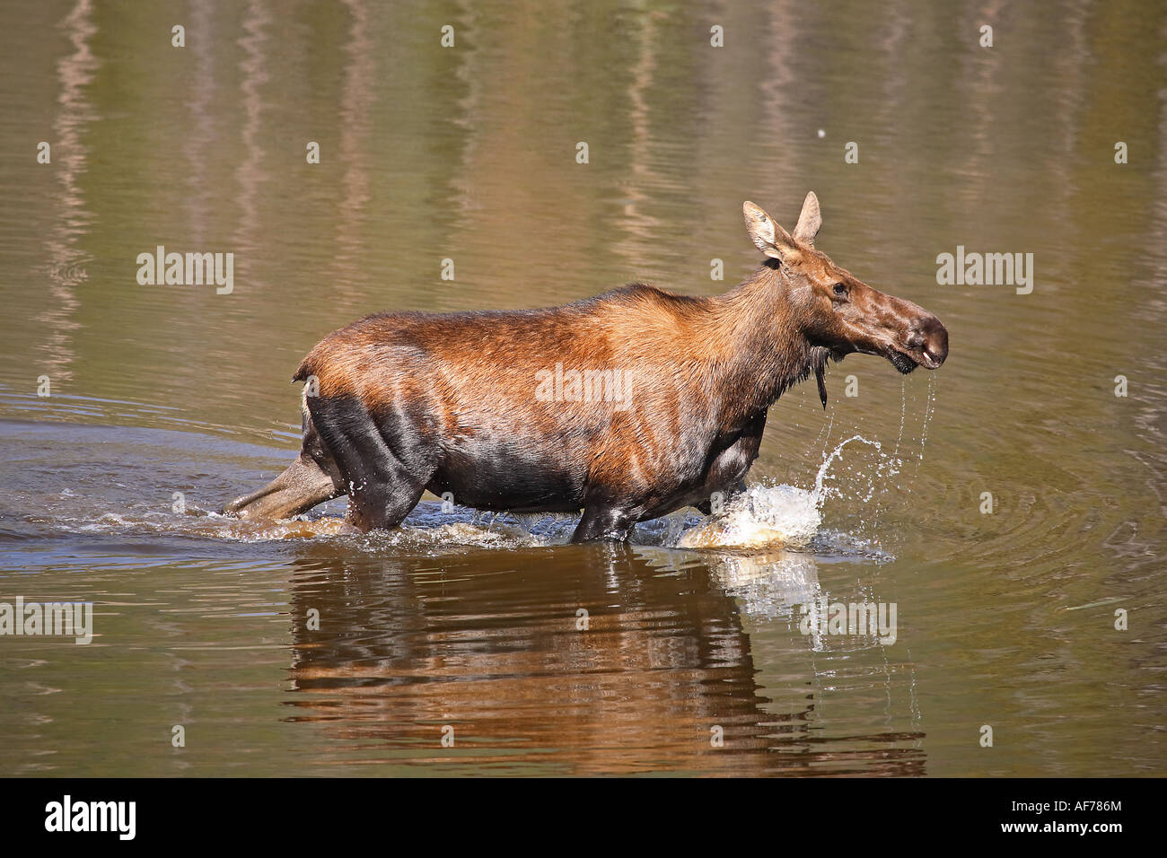 Moose water hi-res stock photography and images - Alamy