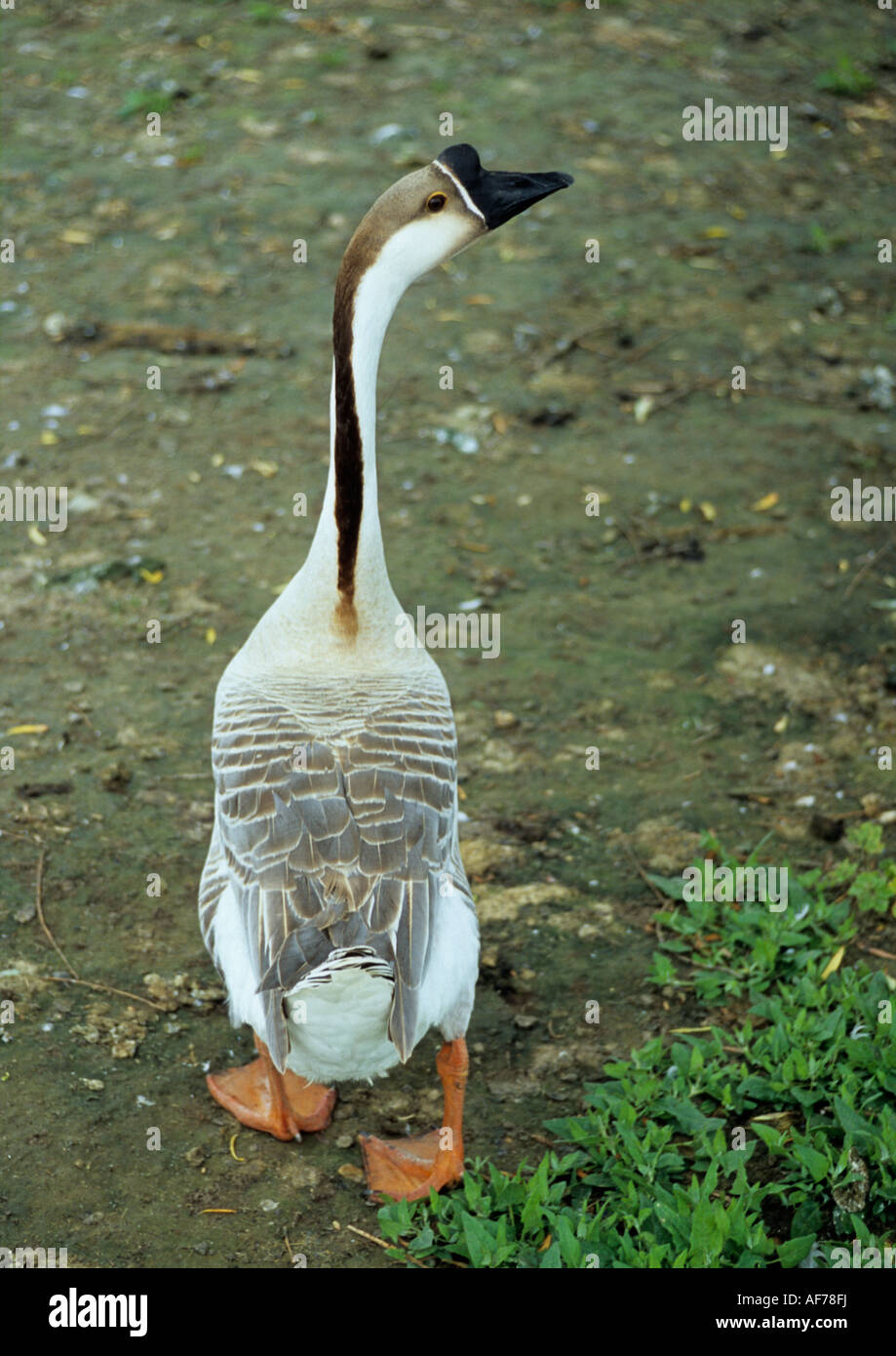 Chinese geese hi-res stock photography and images - Alamy