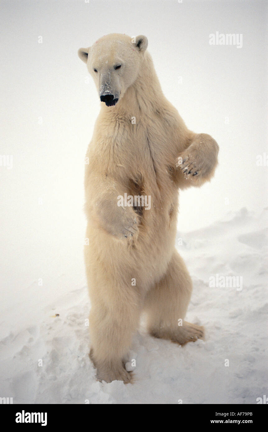 Wildlife. Mammals. Polar Bear standing upright on snow Stock Photo - Alamy
