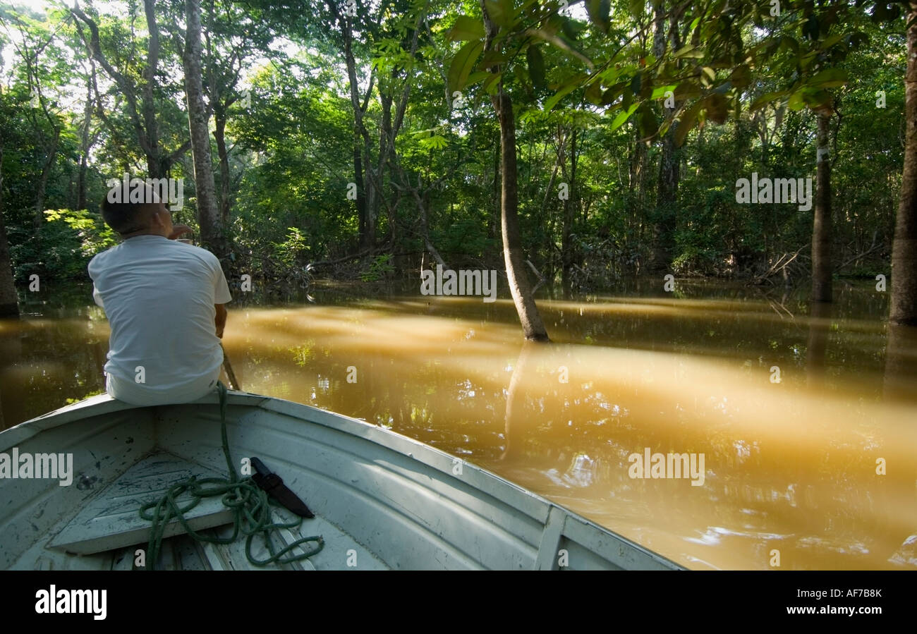 Varzea rainforest flooded forest hi-res stock photography and images ...