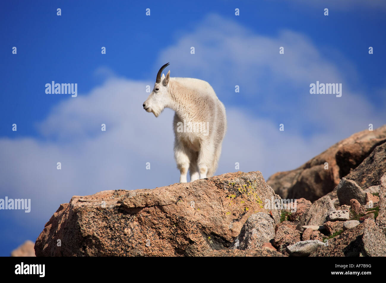 Mountain Goat on Mount Evans Colorado Stock Photo - Alamy