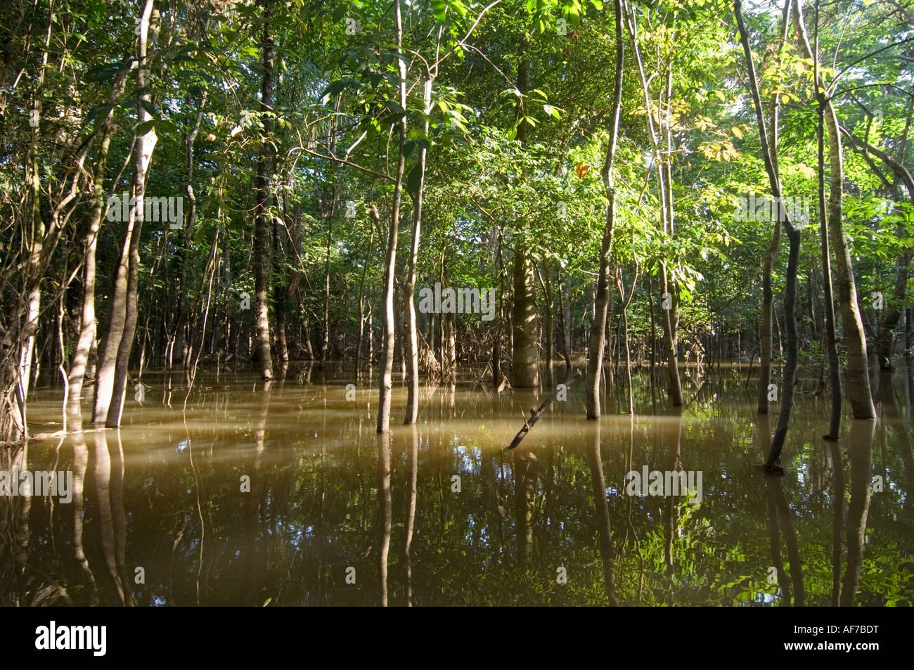 Varzea rainforest flooded forest hi-res stock photography and images ...