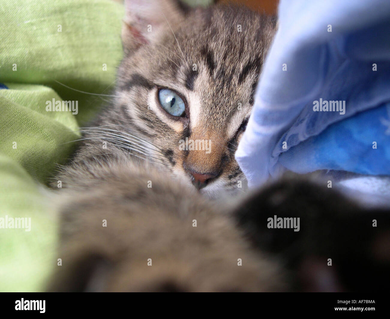 Tabby cat face hi-res stock photography and images - Alamy