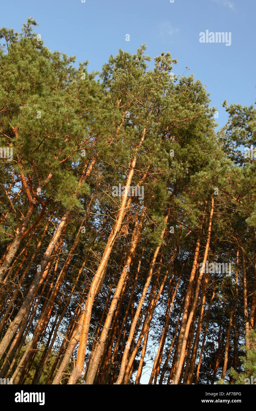 Scots Pine Pinus sylvestris coniferous tree Stock Photo - Alamy