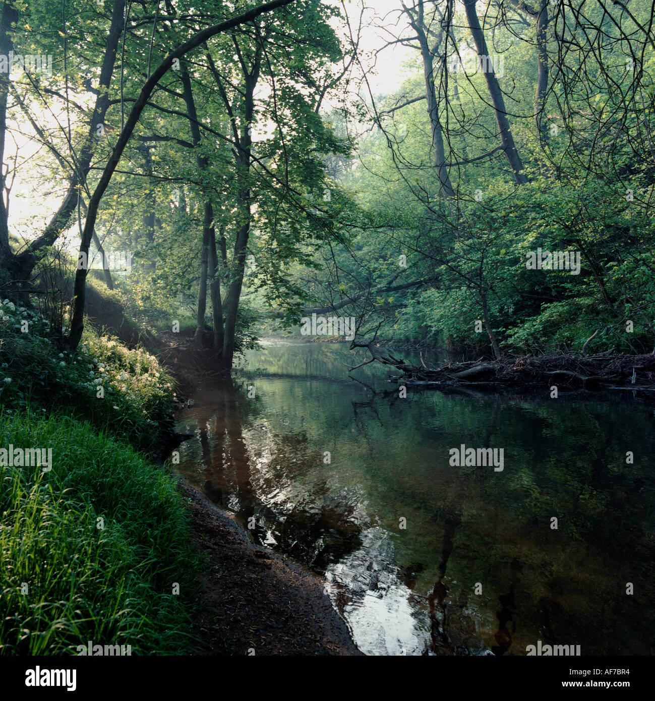 Stream meandering through woods hi-res stock photography and images - Alamy