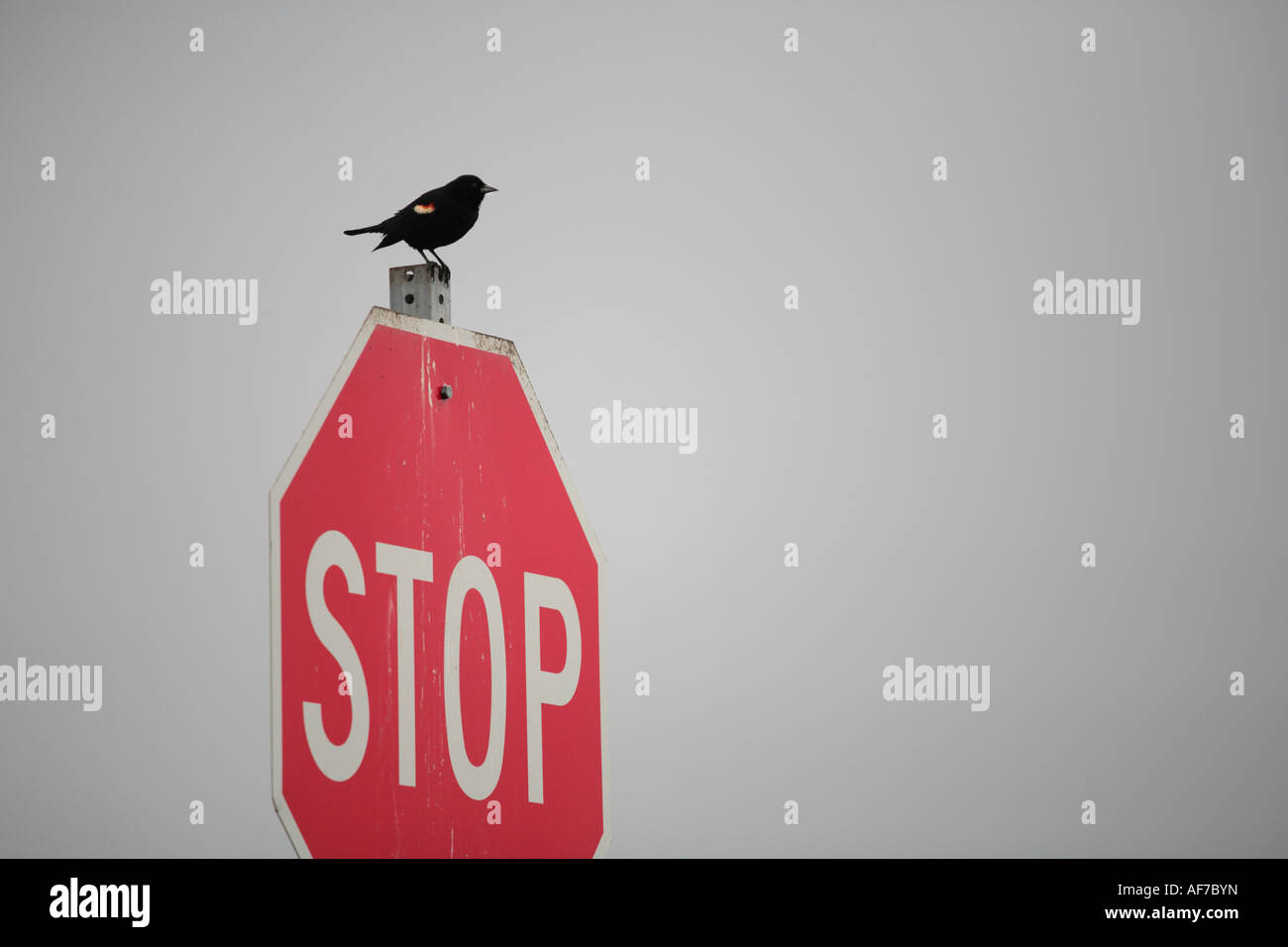 blackbird sitting on top of a stop sign rural northern illinois Stock ...