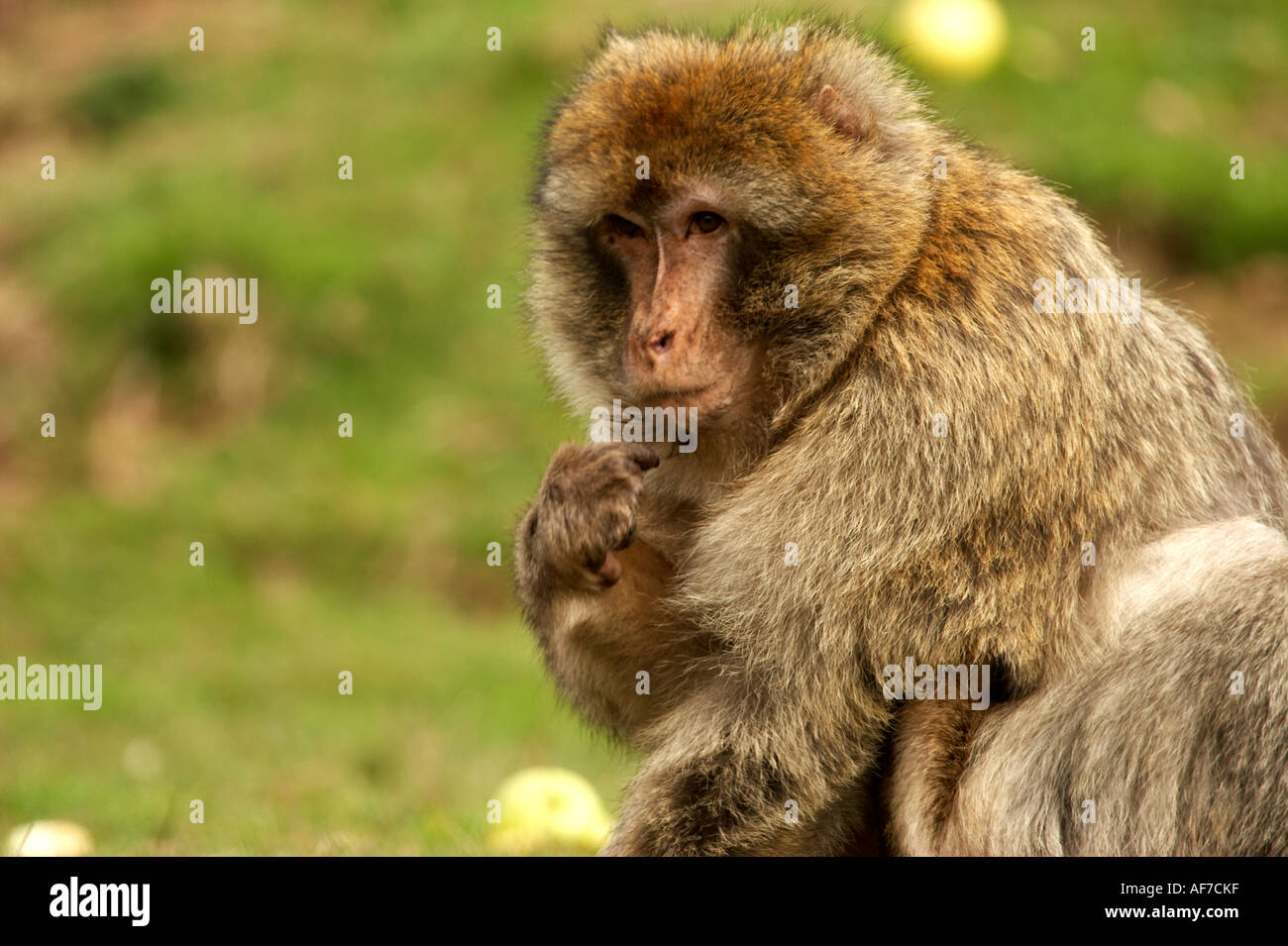 Barbary macaque monkey brown ginger head frown looking look turn stare ...