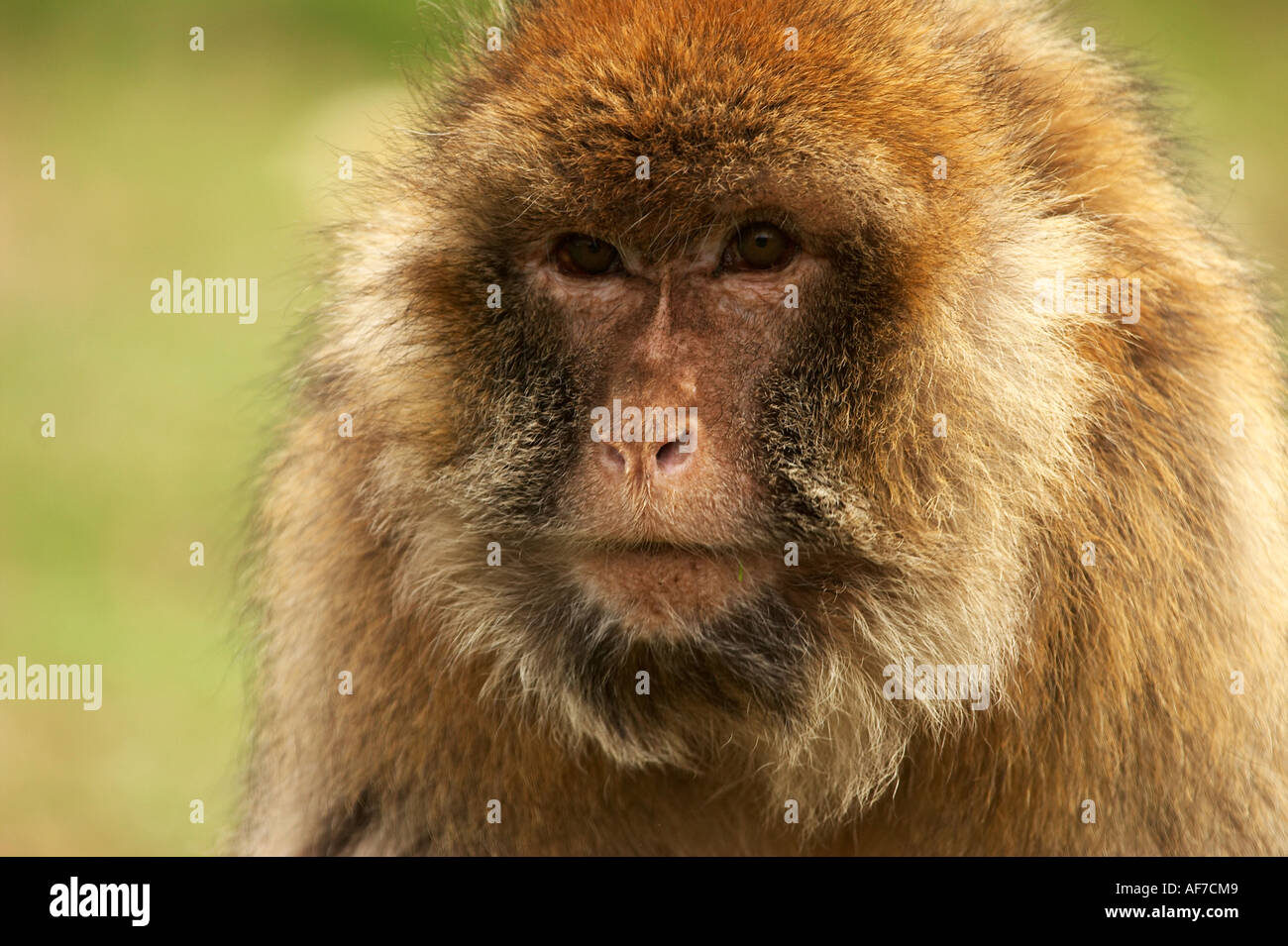 Barbary macaque monkey brown ginger head frown looking stare Stock ...