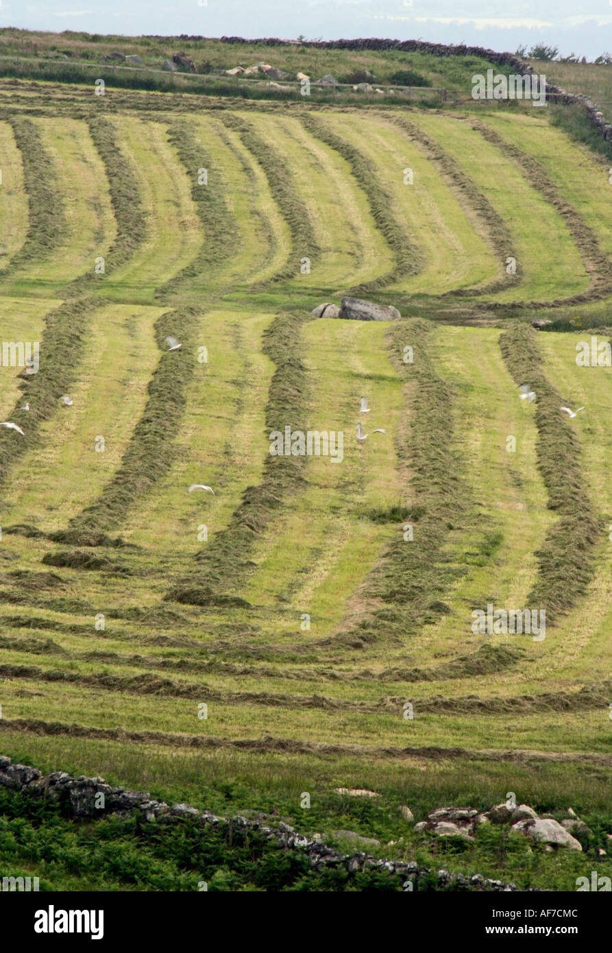 Field Pattern from Hay-making, Devon, UK, Europe Stock Photo - Alamy