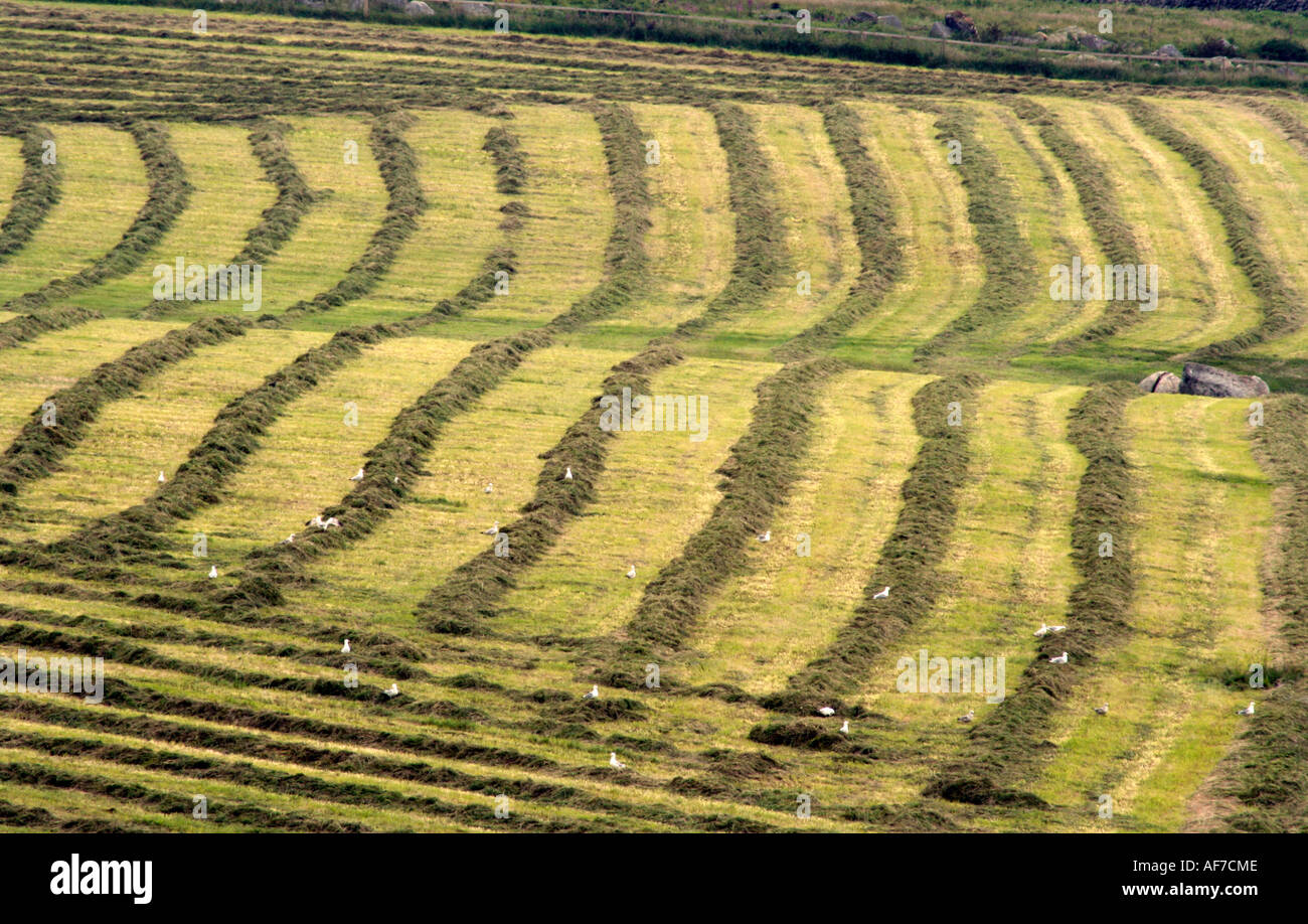 Making hay uk hi-res stock photography and images - Alamy