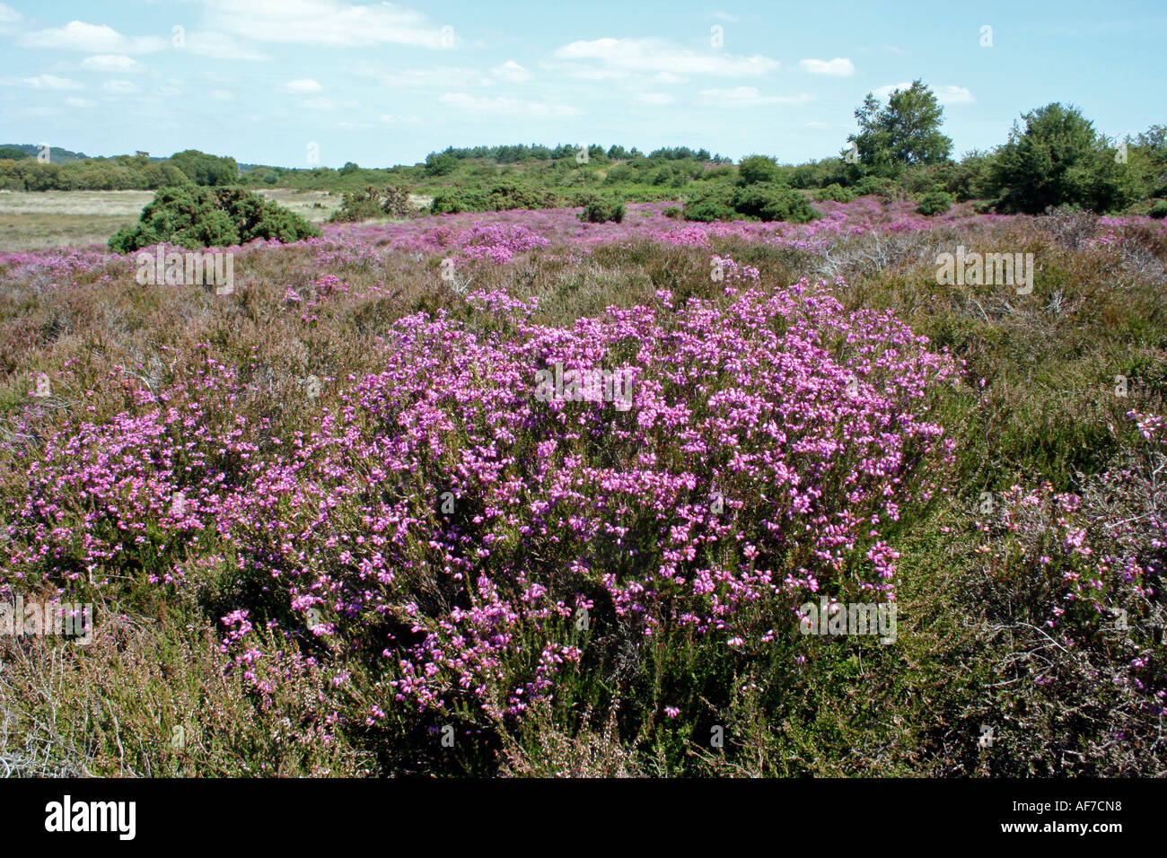 Heather flowering in heathland hi-res stock photography and images - Alamy