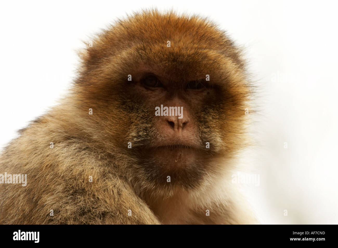 Barbary macaque monkey brown ginger head frown looking look turn stare ...