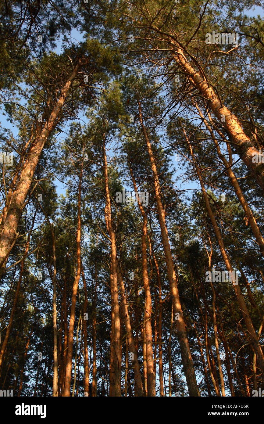 Scots Pine Pinus sylvestris coniferous tree Stock Photo - Alamy