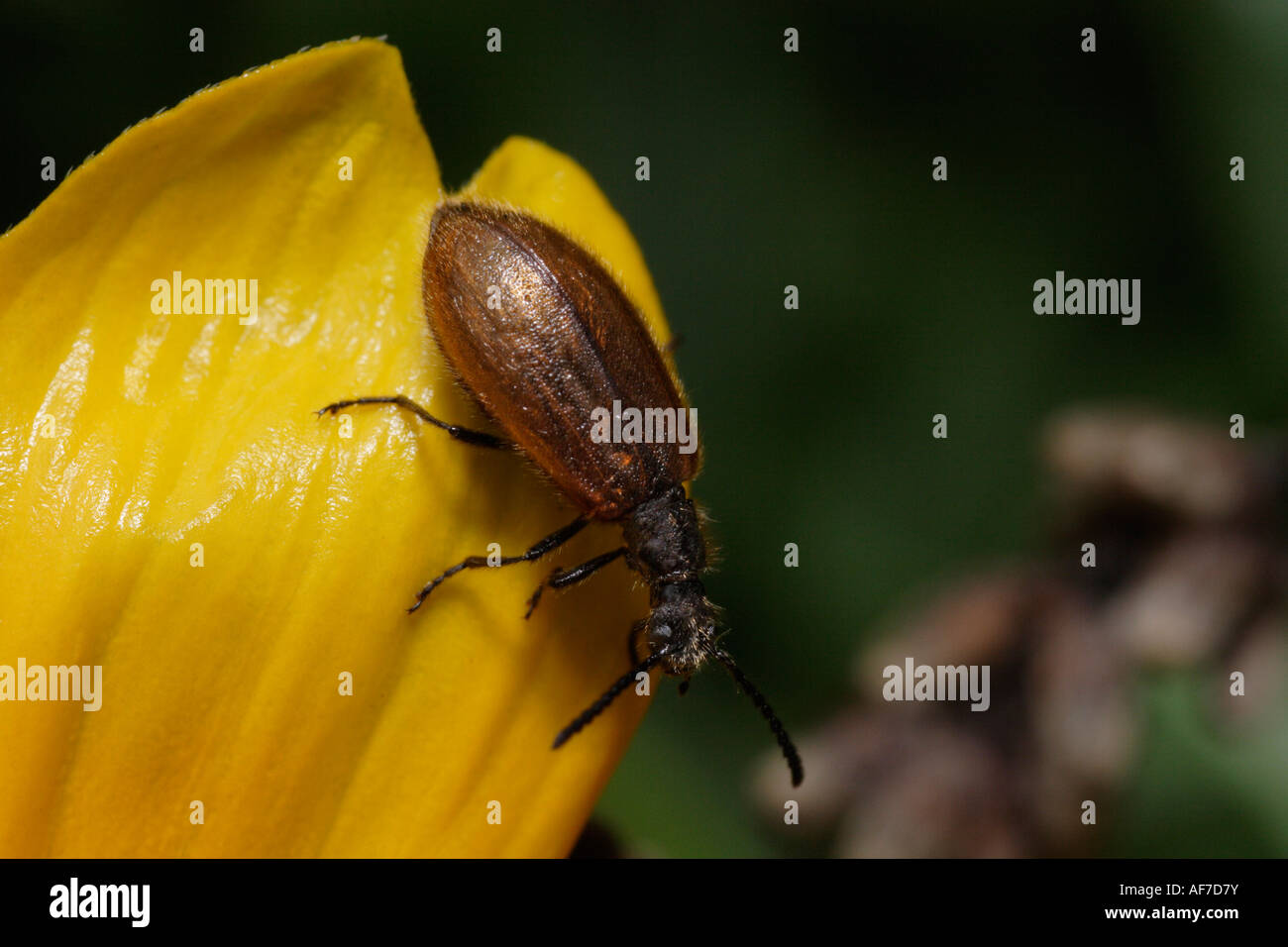 Lagria hirta hi-res stock photography and images - Alamy