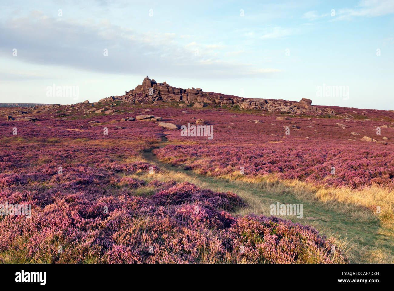 "Over Owler Tor"and purple flowering heather Stock Photo - Alamy