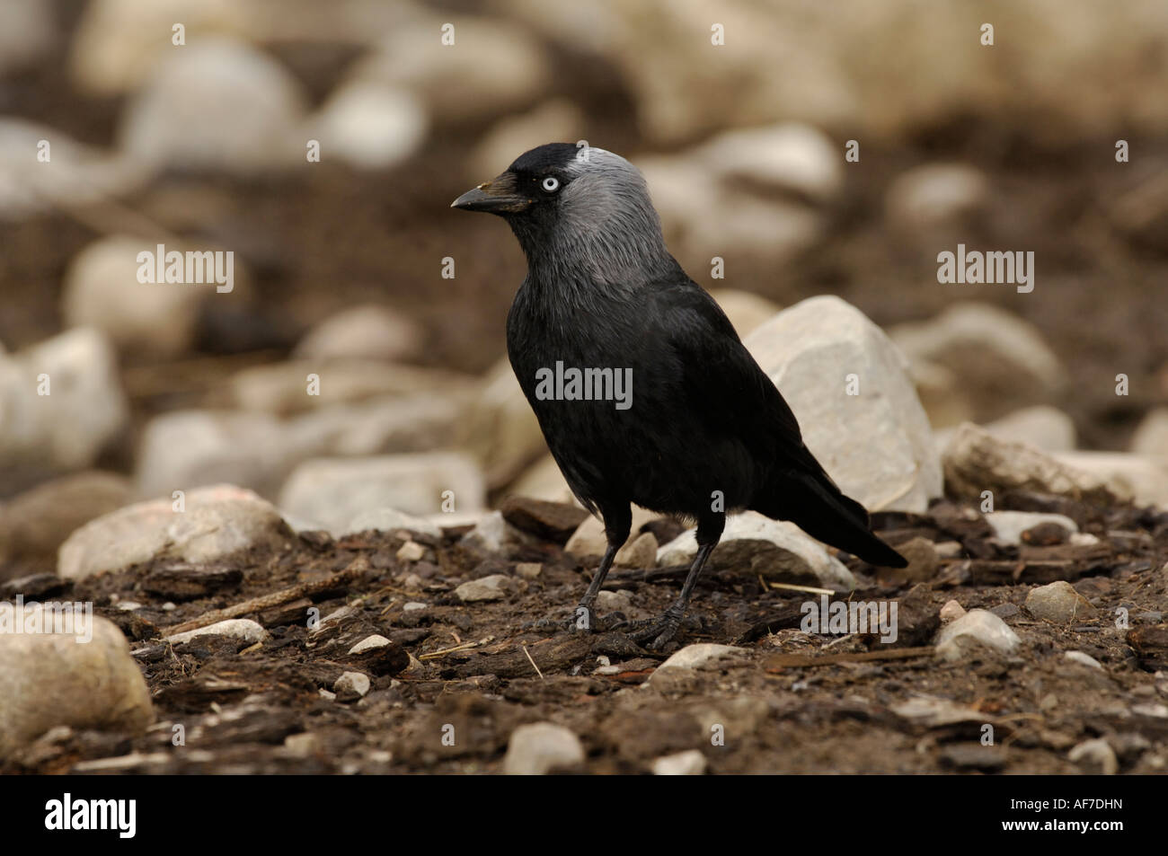 Jackdaw on the ground hi-res stock photography and images - Alamy