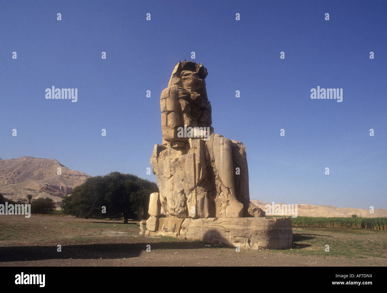 Colossi memnon famous statues hi-res stock photography and images - Alamy