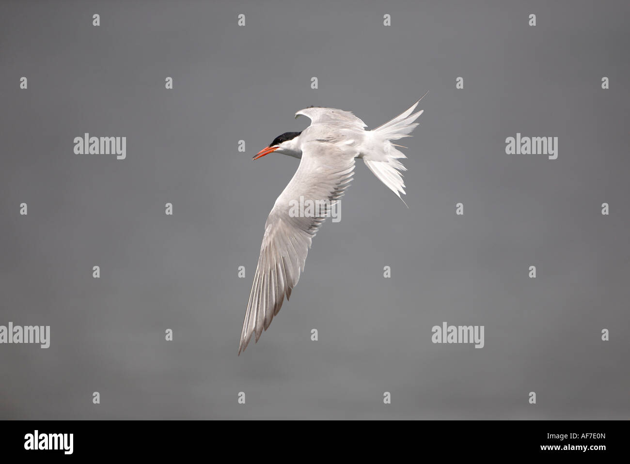Common Tern (Sterna hirundo Stock Photo - Alamy