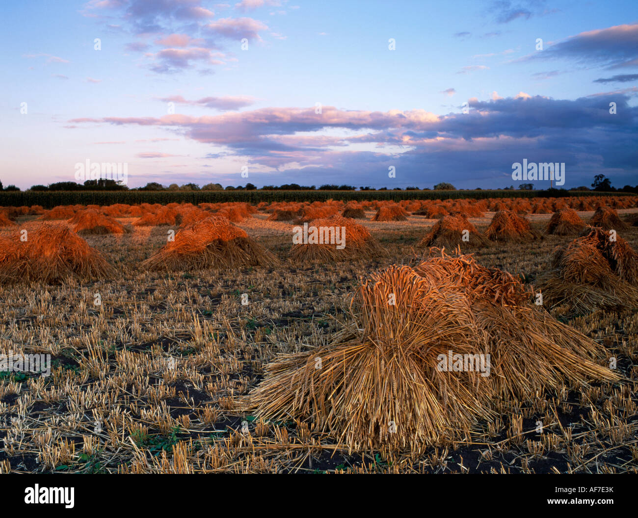 Corn Stooks Stock Photos & Corn Stooks Stock Images - Alamy