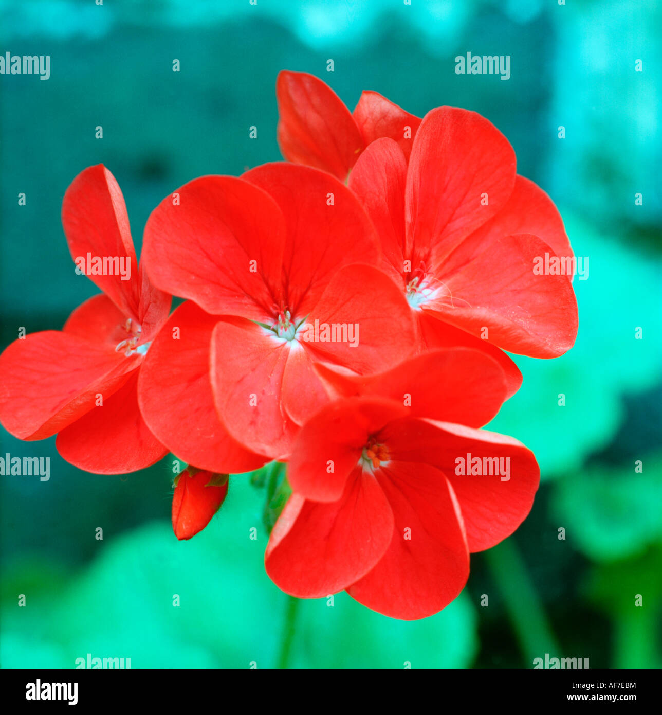 Red geranium flower Stock Photo - Alamy
