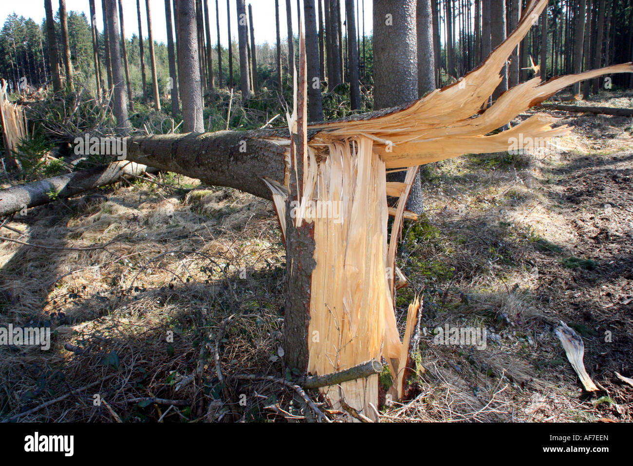 Storm damage in a wood Stock Photo - Alamy