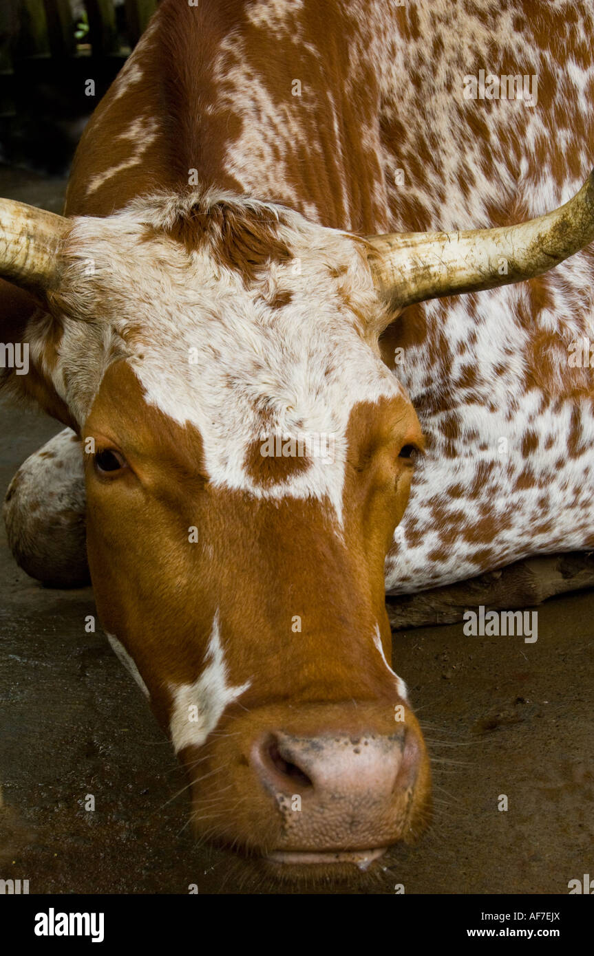 head shot of steer seated Stock Photo - Alamy