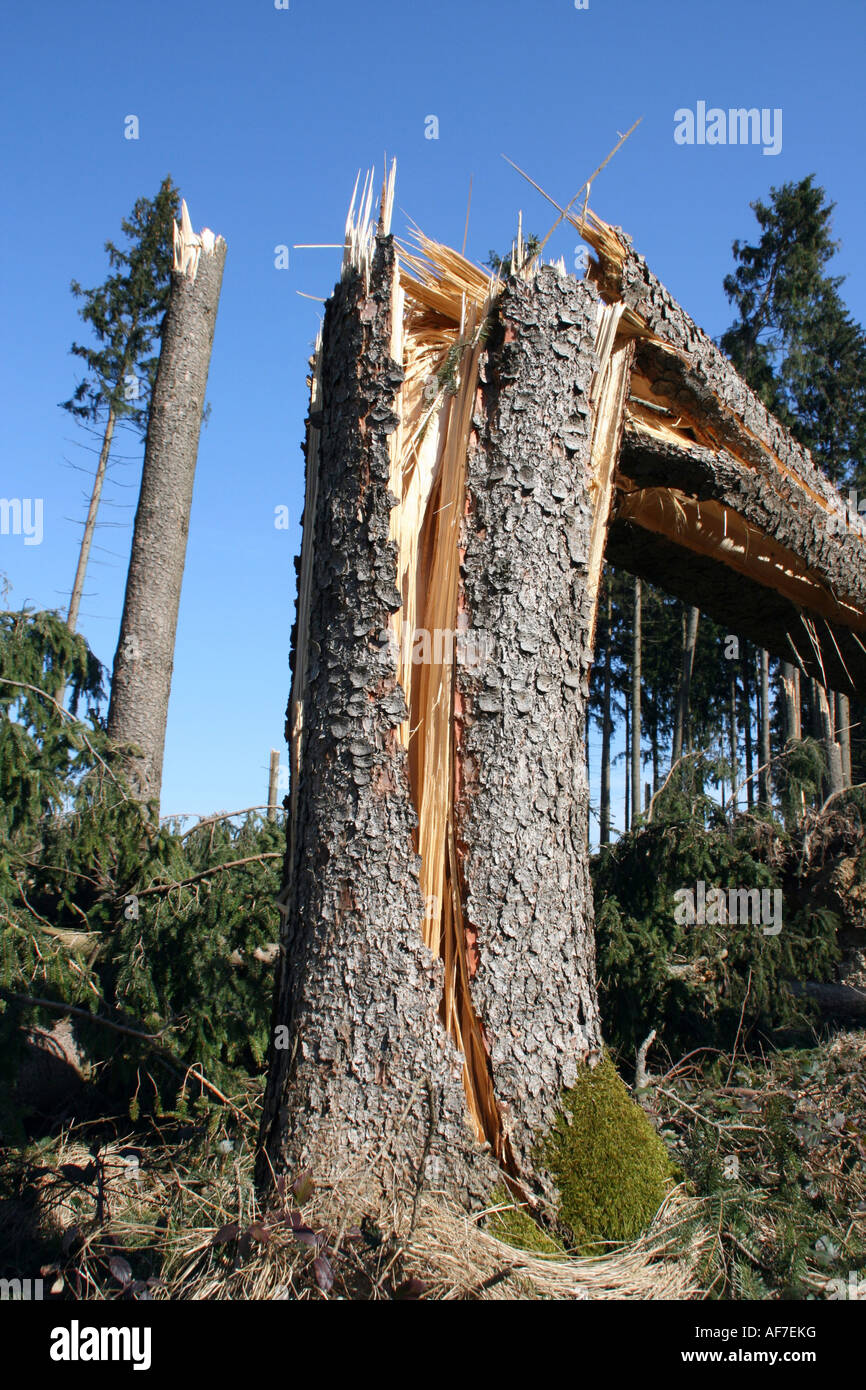 Storm damage in a wood Stock Photo - Alamy