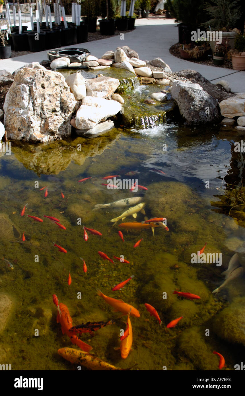 Koi goldfish in pond Stock Photo - Alamy