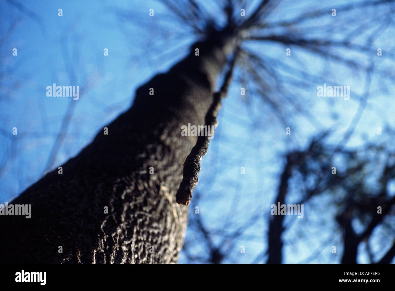 Splayed branches hi-res stock photography and images - Alamy