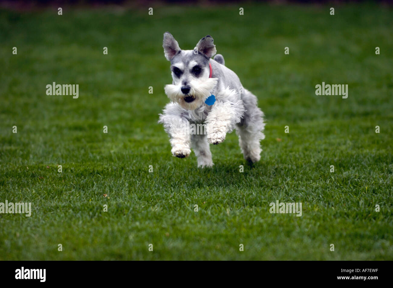 Miniature schnauzer dog running outside hi-res stock photography and ...