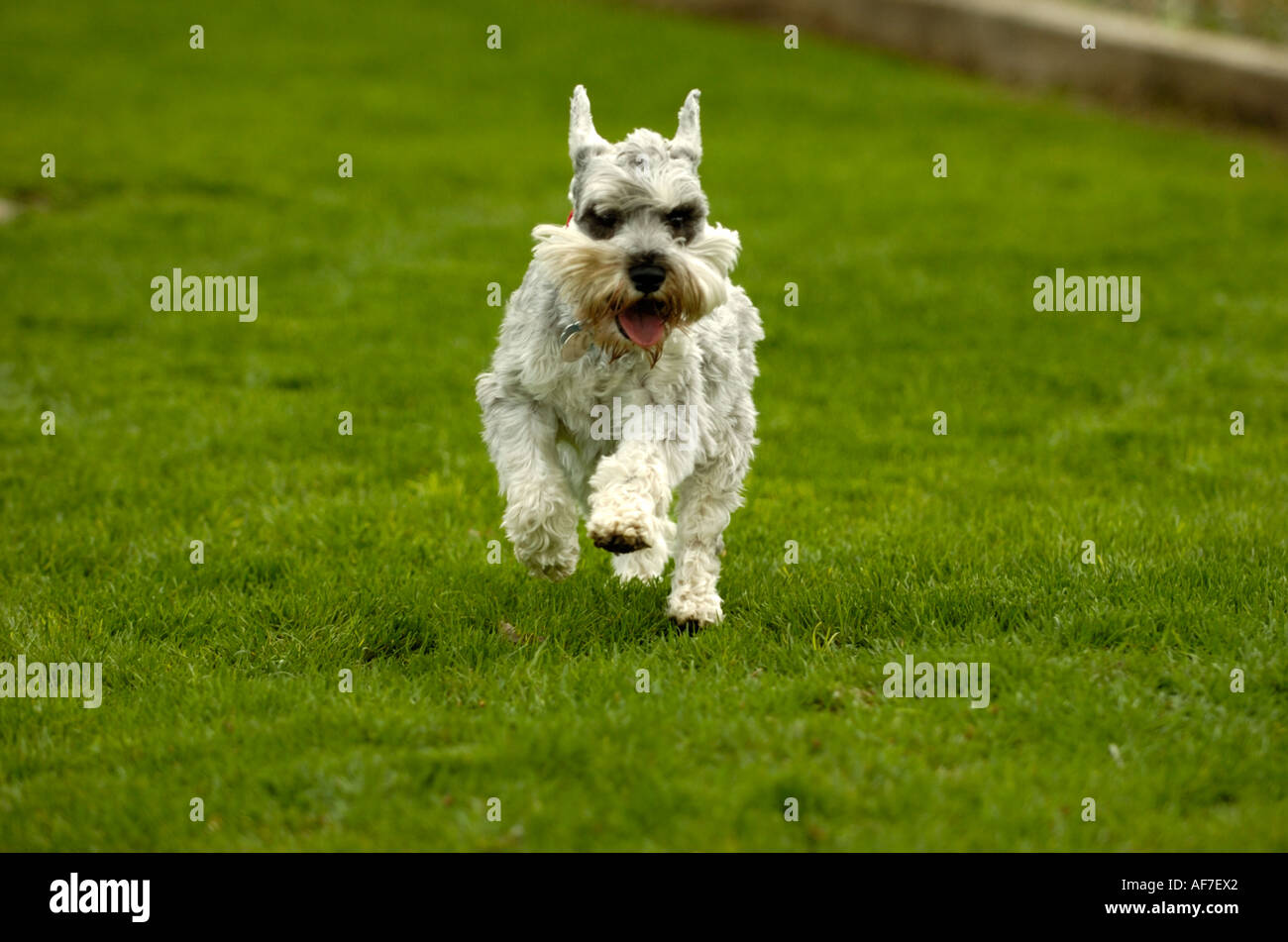 Miniature schnauzer dog running outside hi-res stock photography and ...