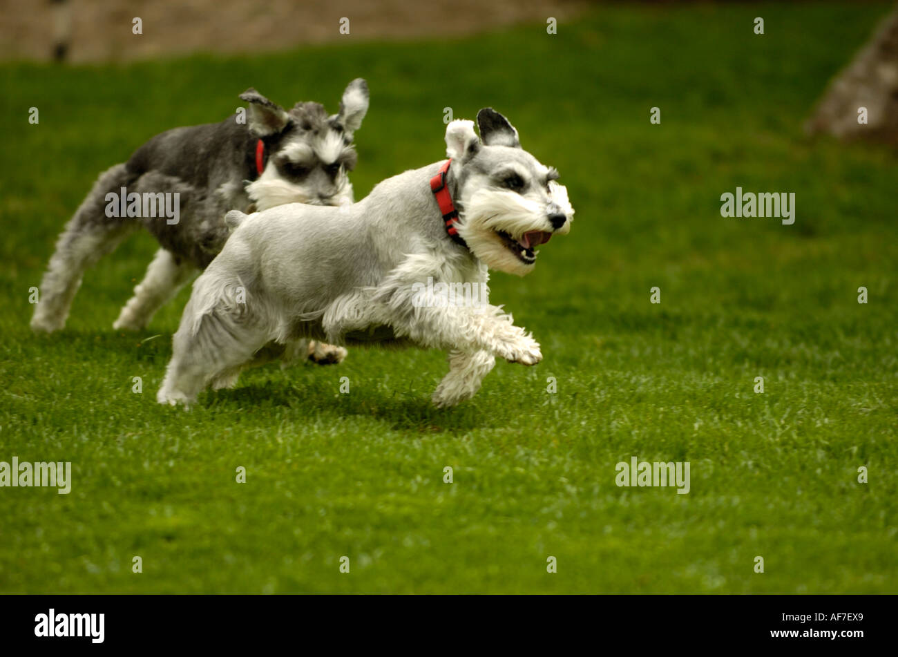 Miniature schnauzer dog running outside hi-res stock photography and ...