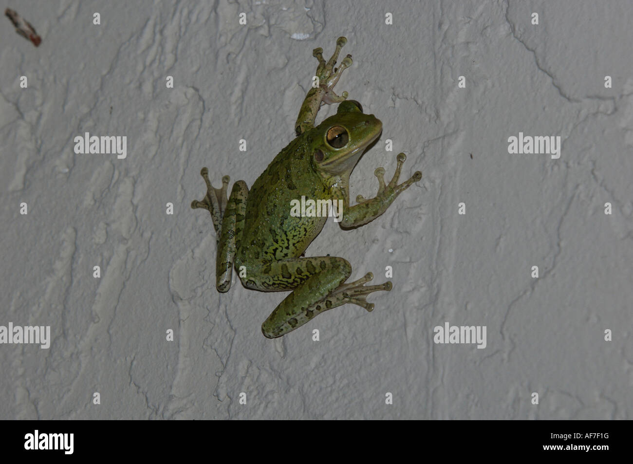 Amplexus Hyla Gratiosa