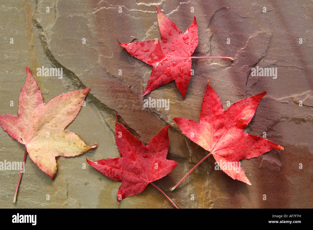 Autumn red maple leaf hi-res stock photography and images - Alamy