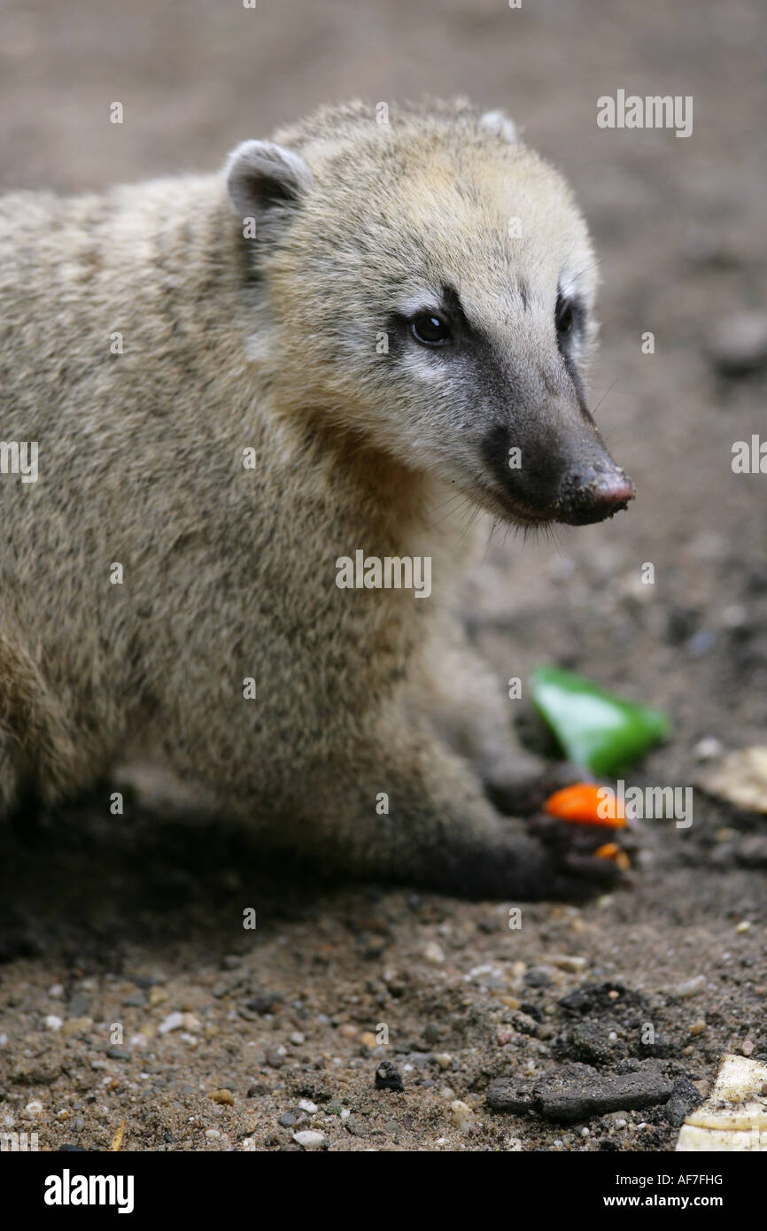 Ring Tailed Coati eating - Nasua nasua Stock Photo - Alamy