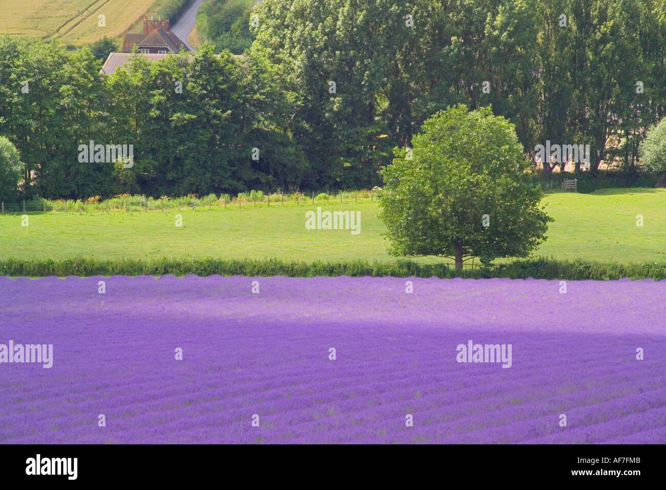 Lavender fields at lullingstone Kent Stock Photo - Alamy