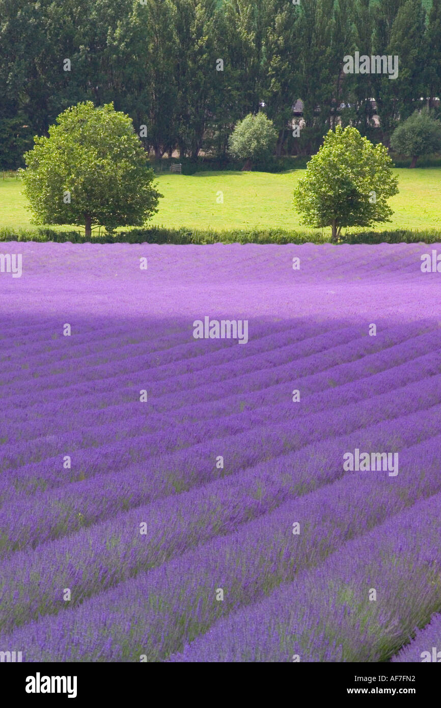 Lavender fields at lullingstone Kent Stock Photo - Alamy